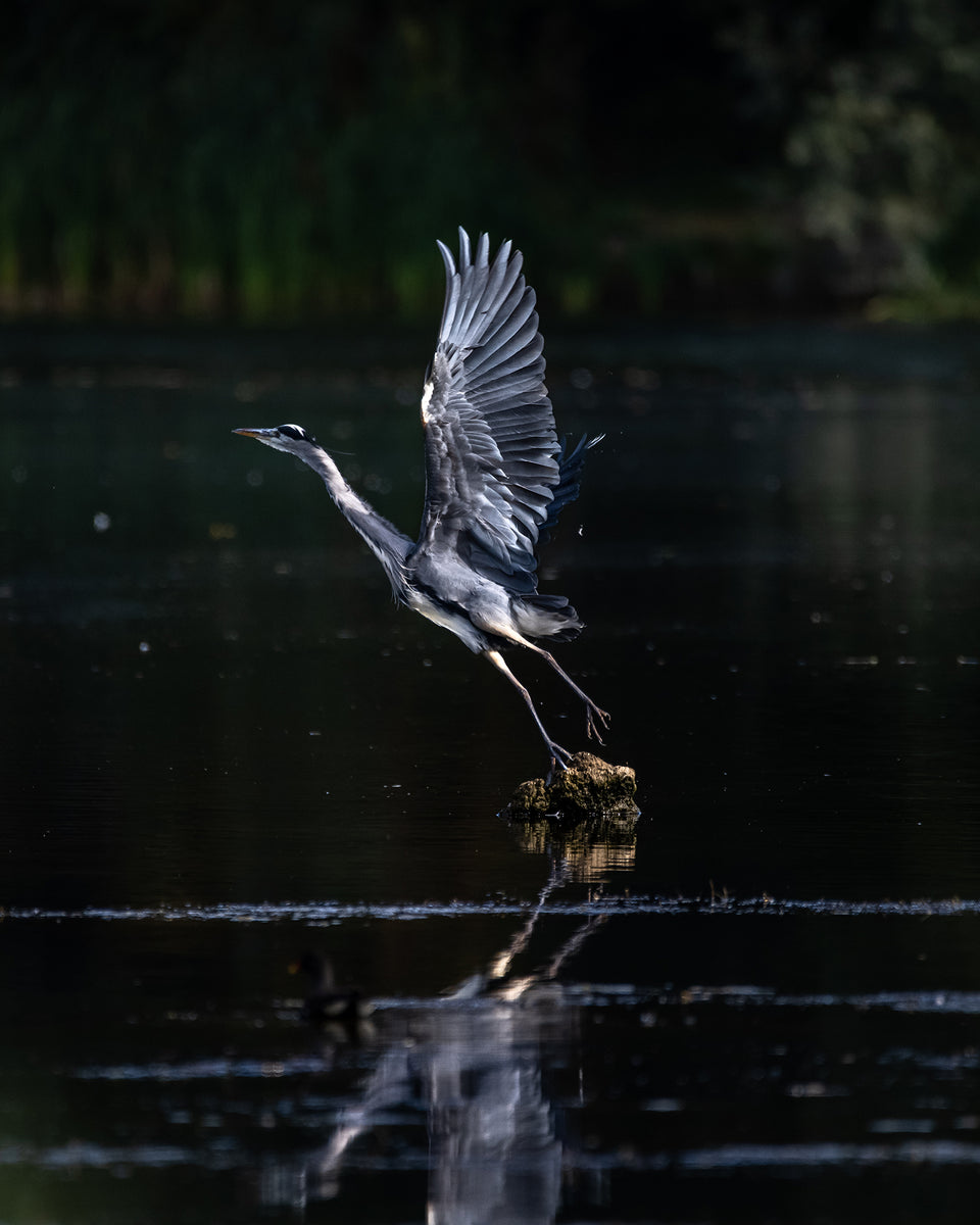 Through the Lens of Robert Baxter aka @bobbyvmafia – Monkey Climber ...