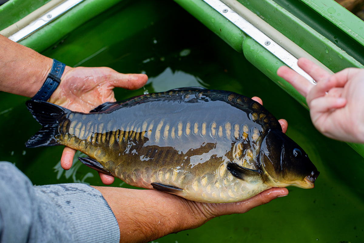 Monkey Climber syndicate babies - Protecting The Future – Monkey ...